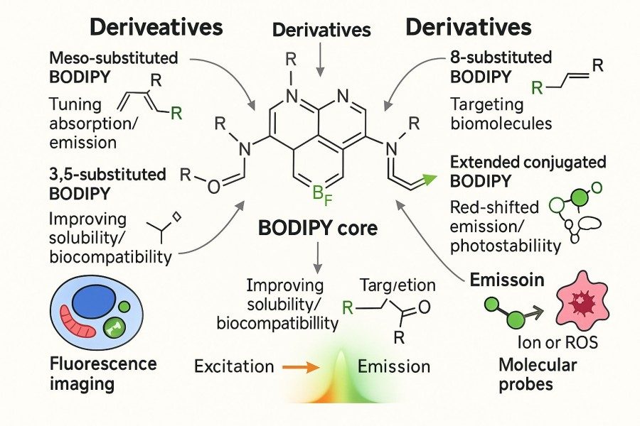 Understanding BODIPY Dye Excitation & Emission Properties - Probes ...